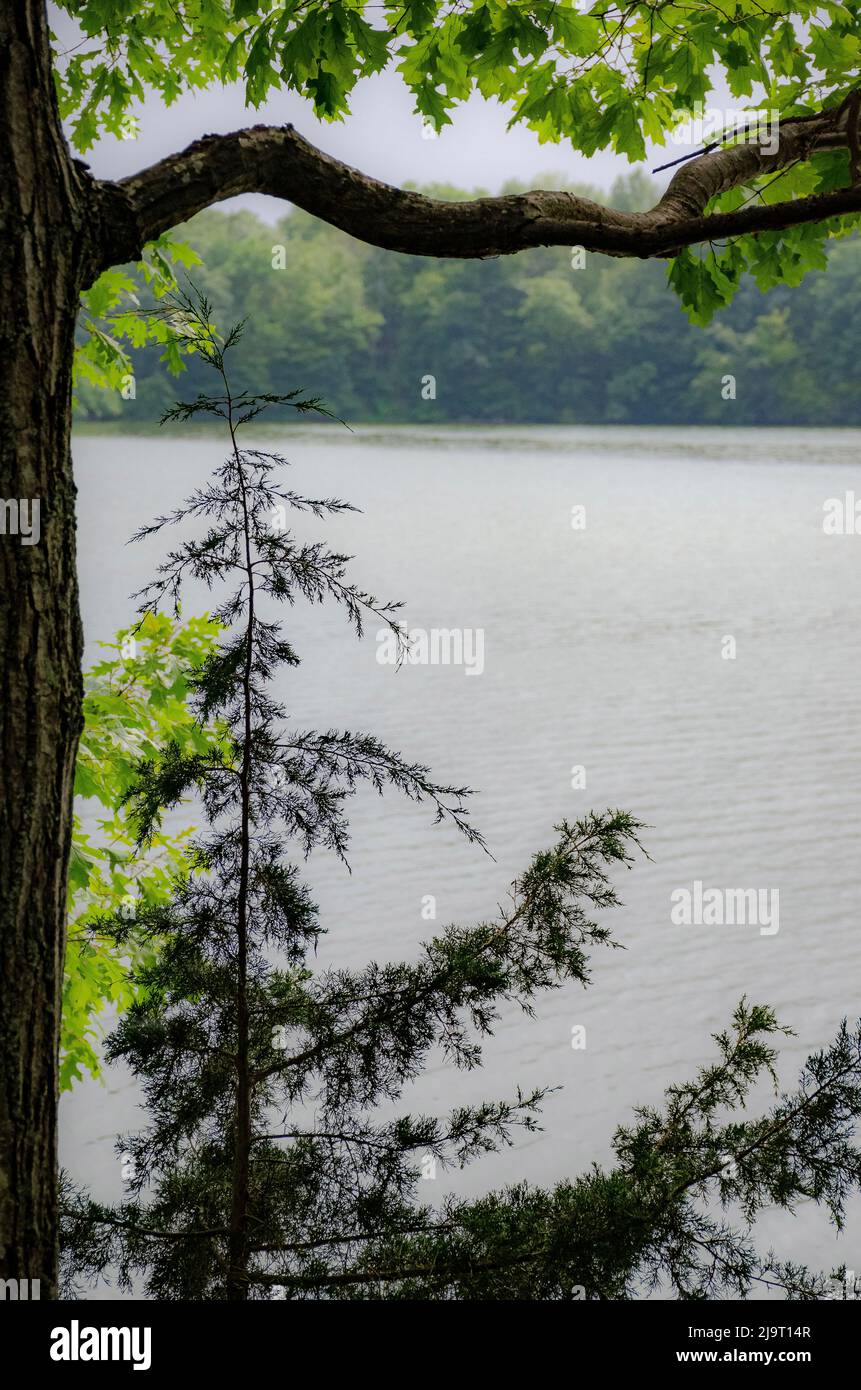 Whitewater Lake through the trees, Whitewater Memorial State Park ...