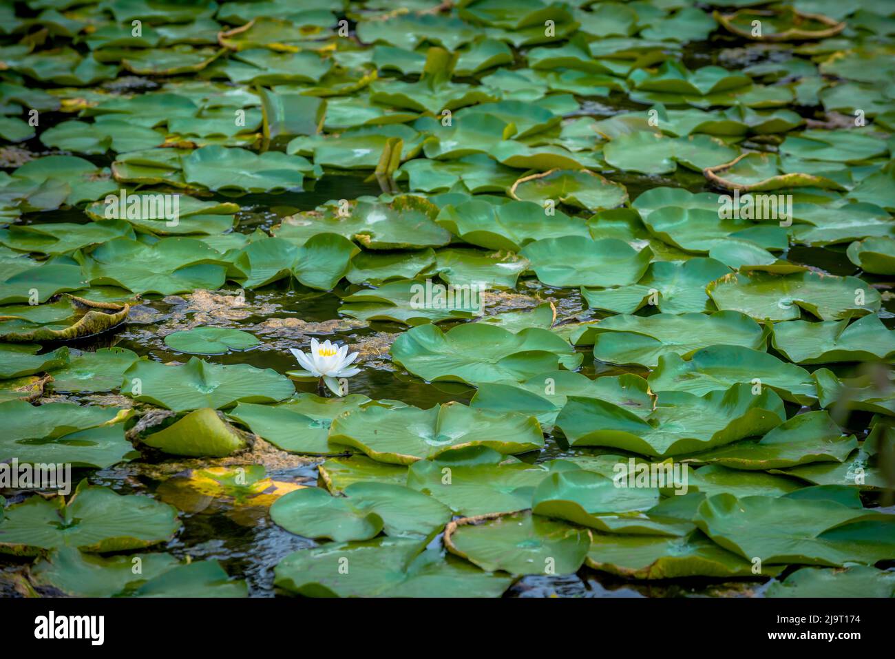 Water lily leaf covered lake, France Park, Indiana, USA Stock Photo - Alamy