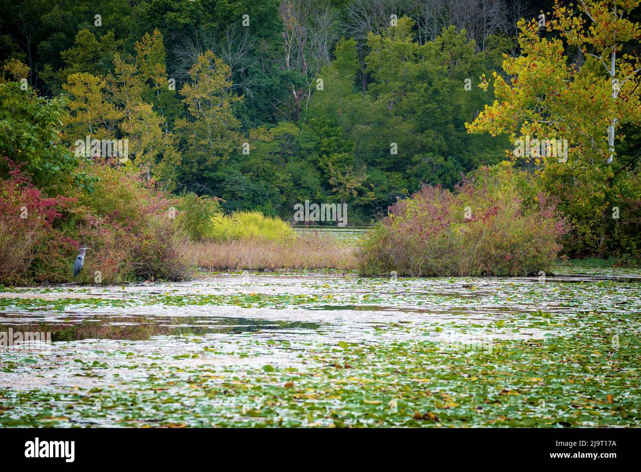 Water lily covered lake, France Park, Indiana, USA Stock Photo - Alamy
