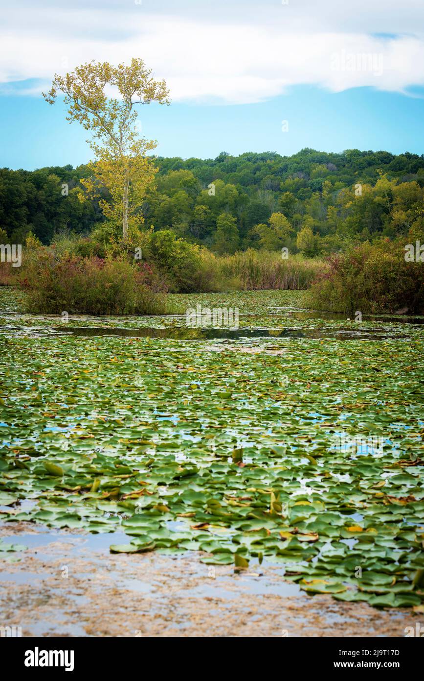 France park indiana hi-res stock photography and images - Alamy