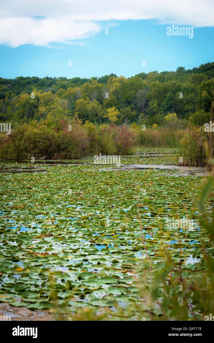 Water lily covered lake, France Park, Indiana, USA Stock Photo - Alamy