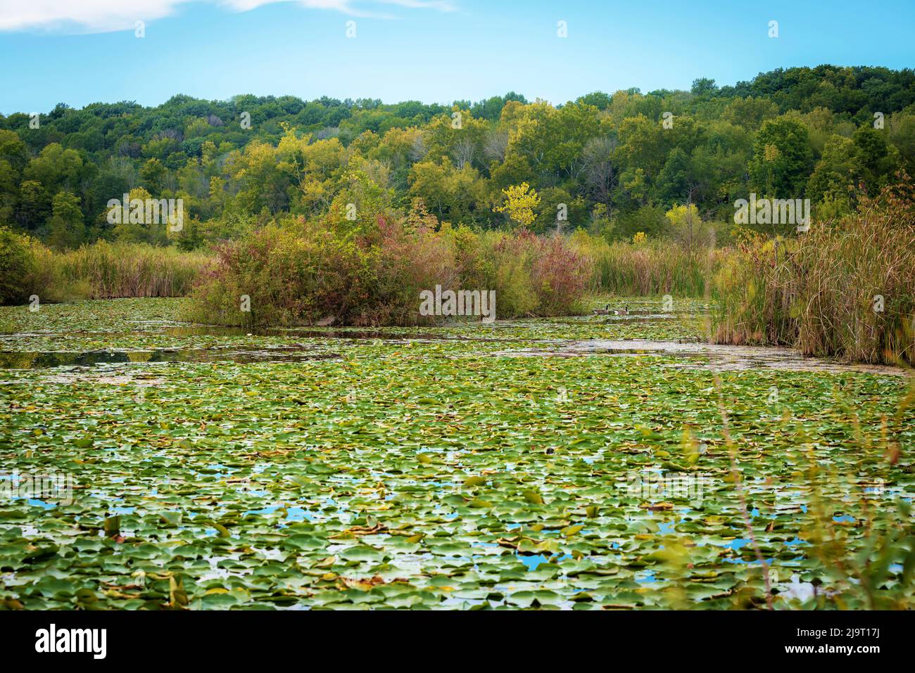 Lily covered hi-res stock photography and images - Alamy