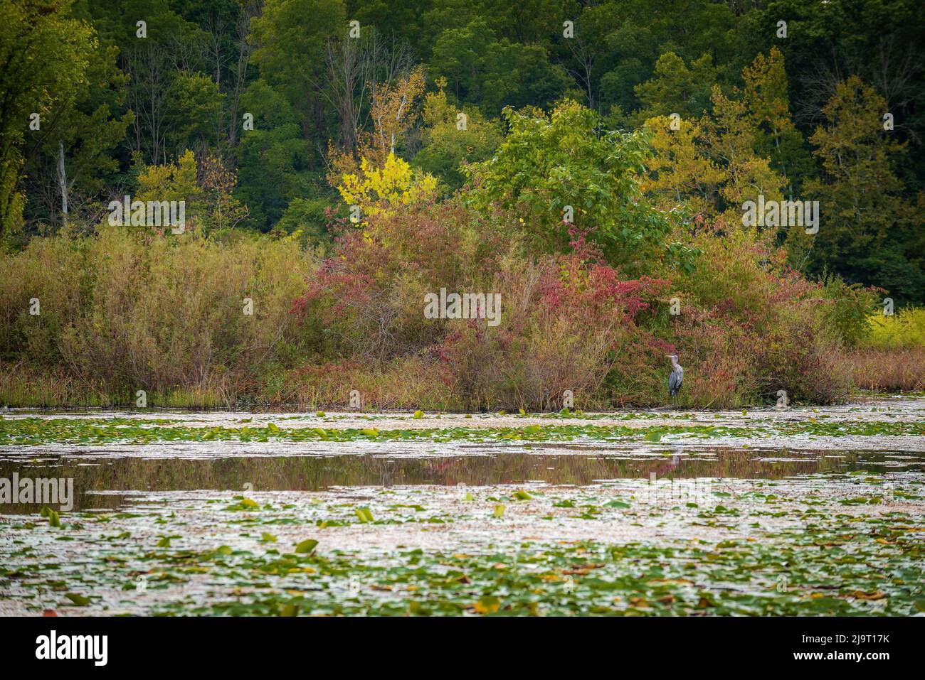Water lily covered lake, France Park, Indiana, USA Stock Photo - Alamy