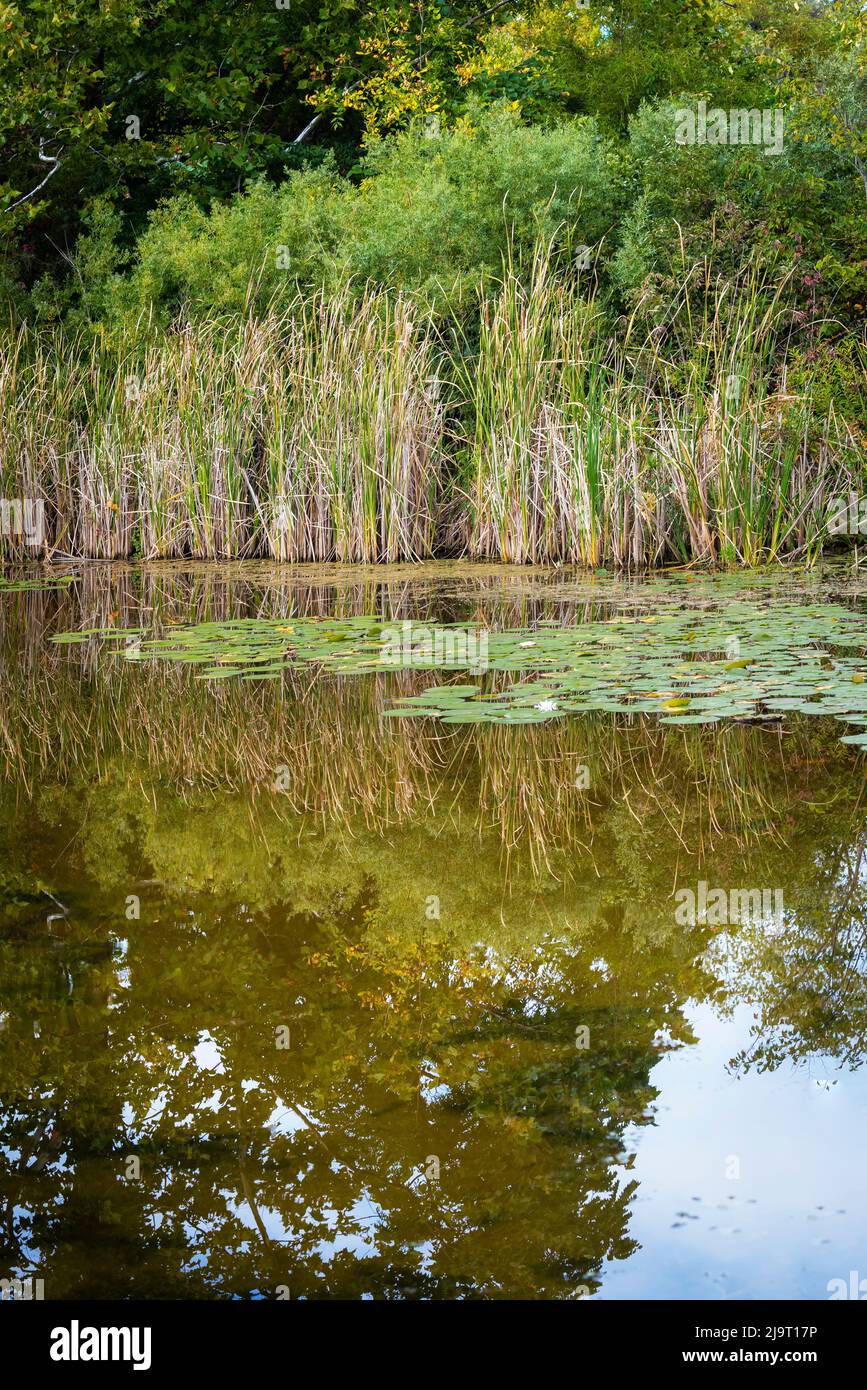 Water lily covered lake, France Park, Indiana, USA Stock Photo - Alamy