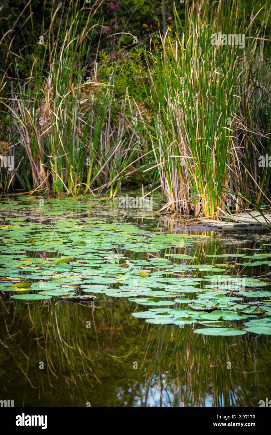 Water lily covered lake, France Park, Indiana, USA Stock Photo - Alamy