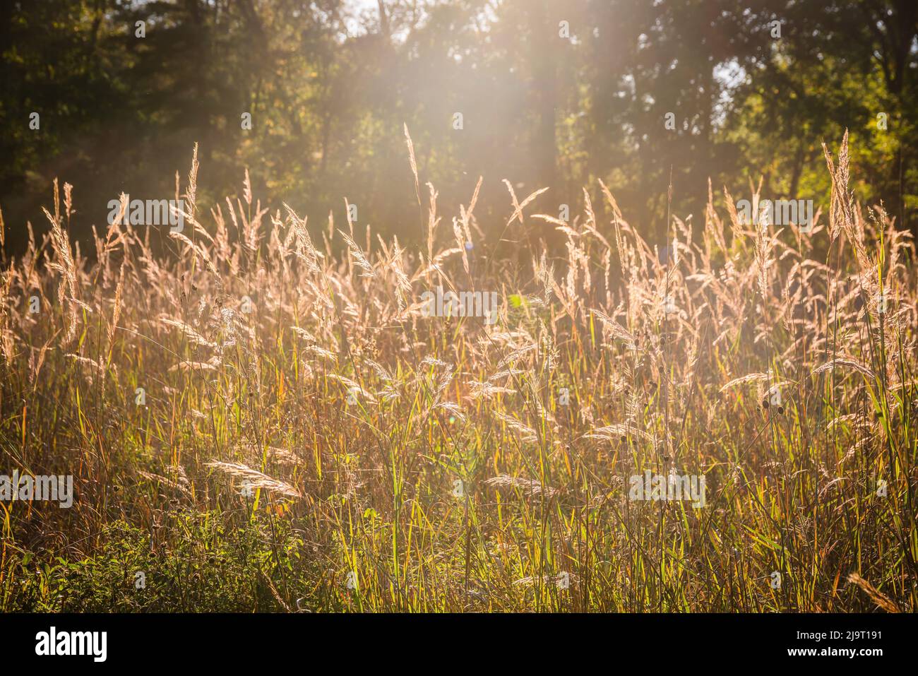 Backlit grass, Tippecanoe State Park, Indiana, USA Stock Photo - Alamy