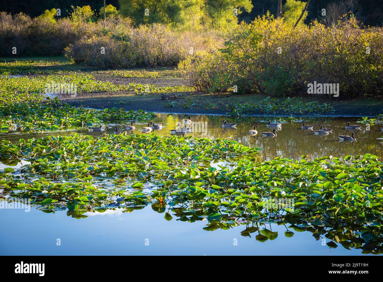 Water lily pond, Tippecanoe State Park, Indiana, USA Stock Photo - Alamy