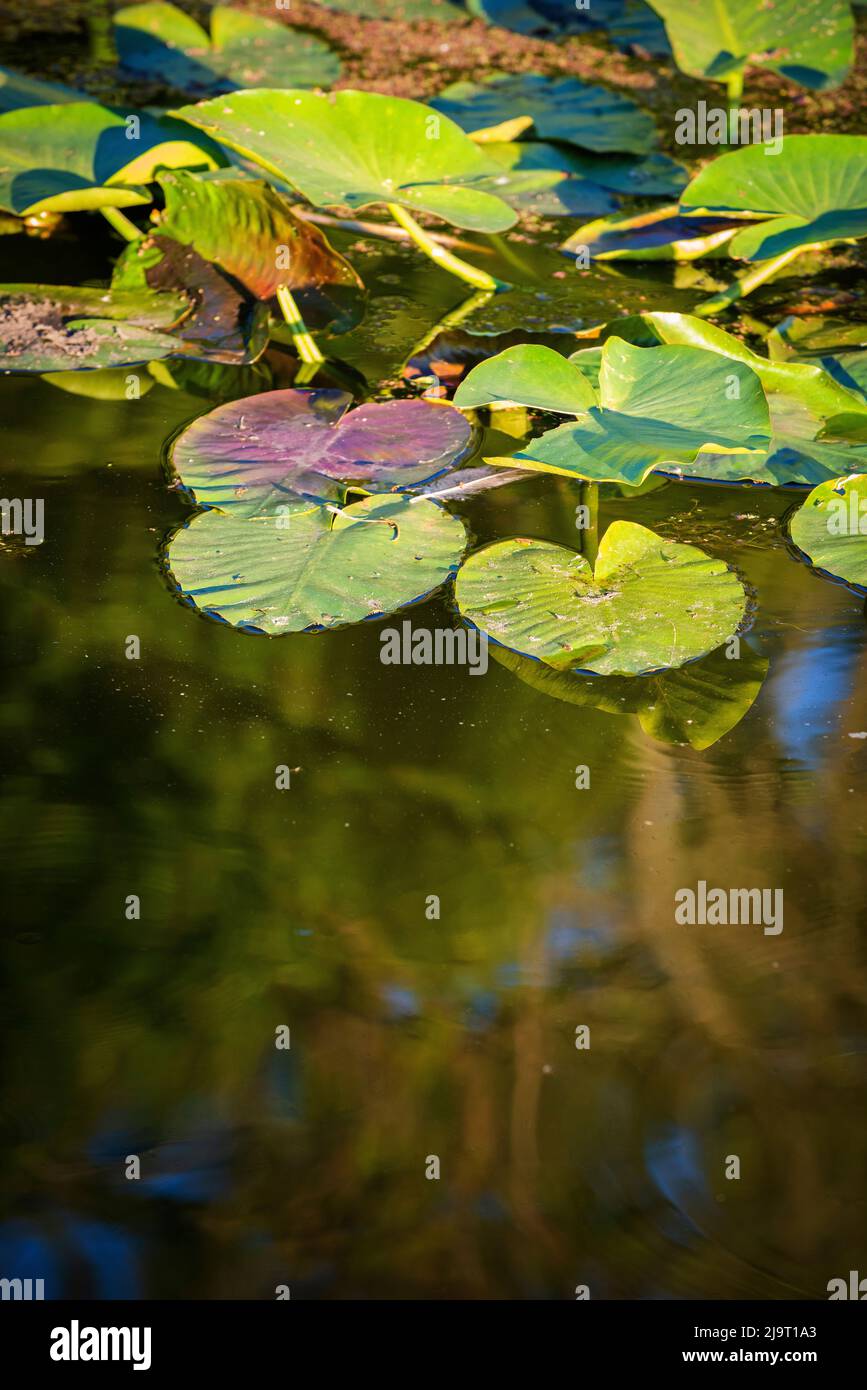 Water lily leaves and reflections, Tippecanoe State Park, Indiana, USA ...