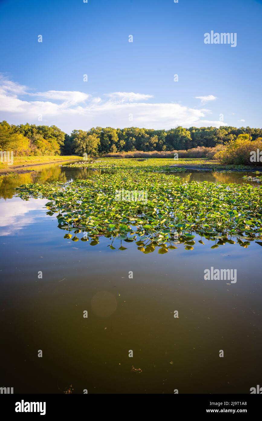 Water lily pond, Tippecanoe State Park, Indiana, USA Stock Photo - Alamy