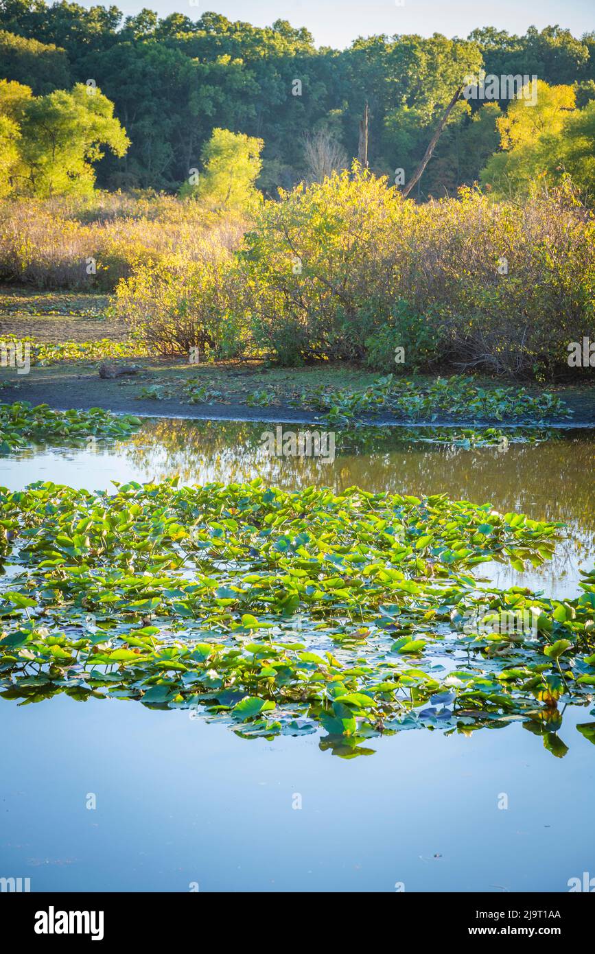 Water lily pond, Tippecanoe State Park, Indiana, USA Stock Photo - Alamy