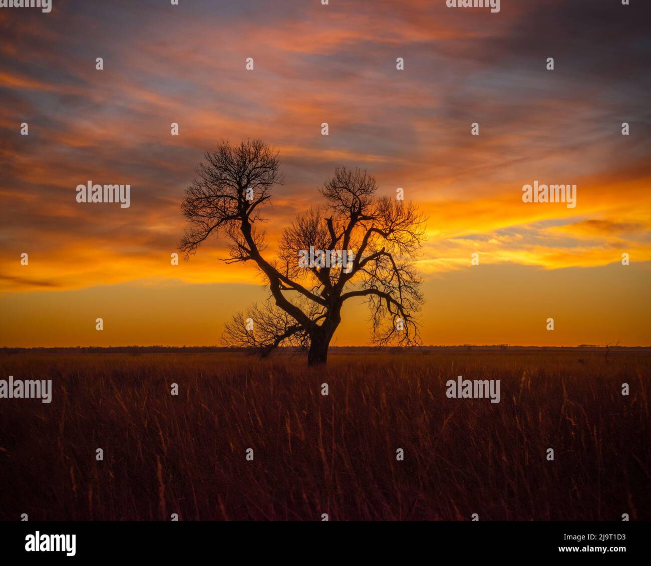 Lone tree at Quivira Game Refuge, Kansas Stock Photo - Alamy