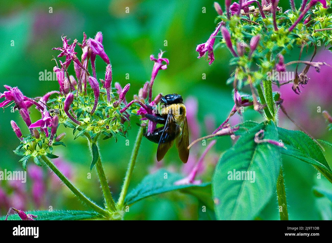 Bee searching for pollen Stock Photo - Alamy