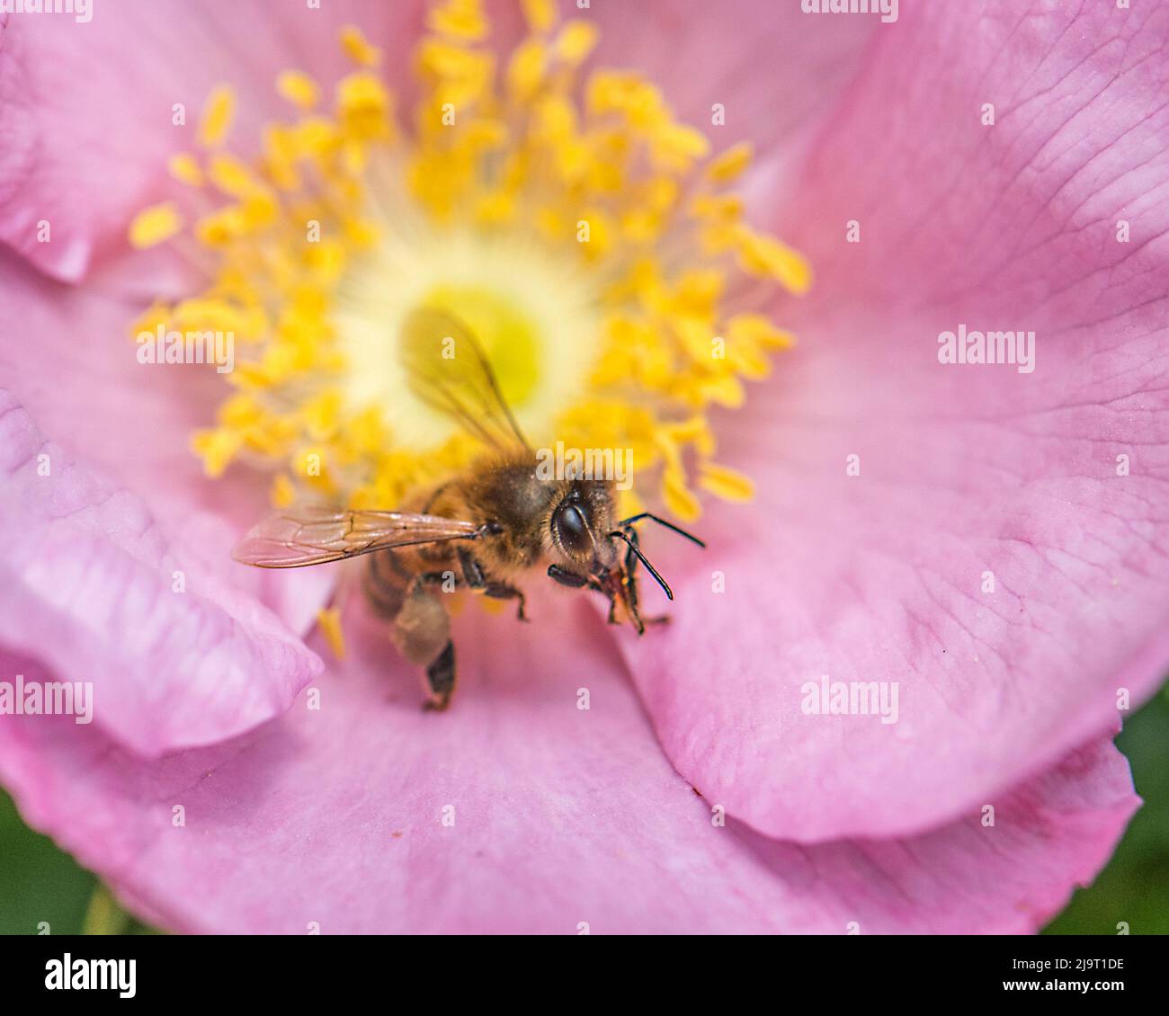 Bee seeking pollen Stock Photo - Alamy