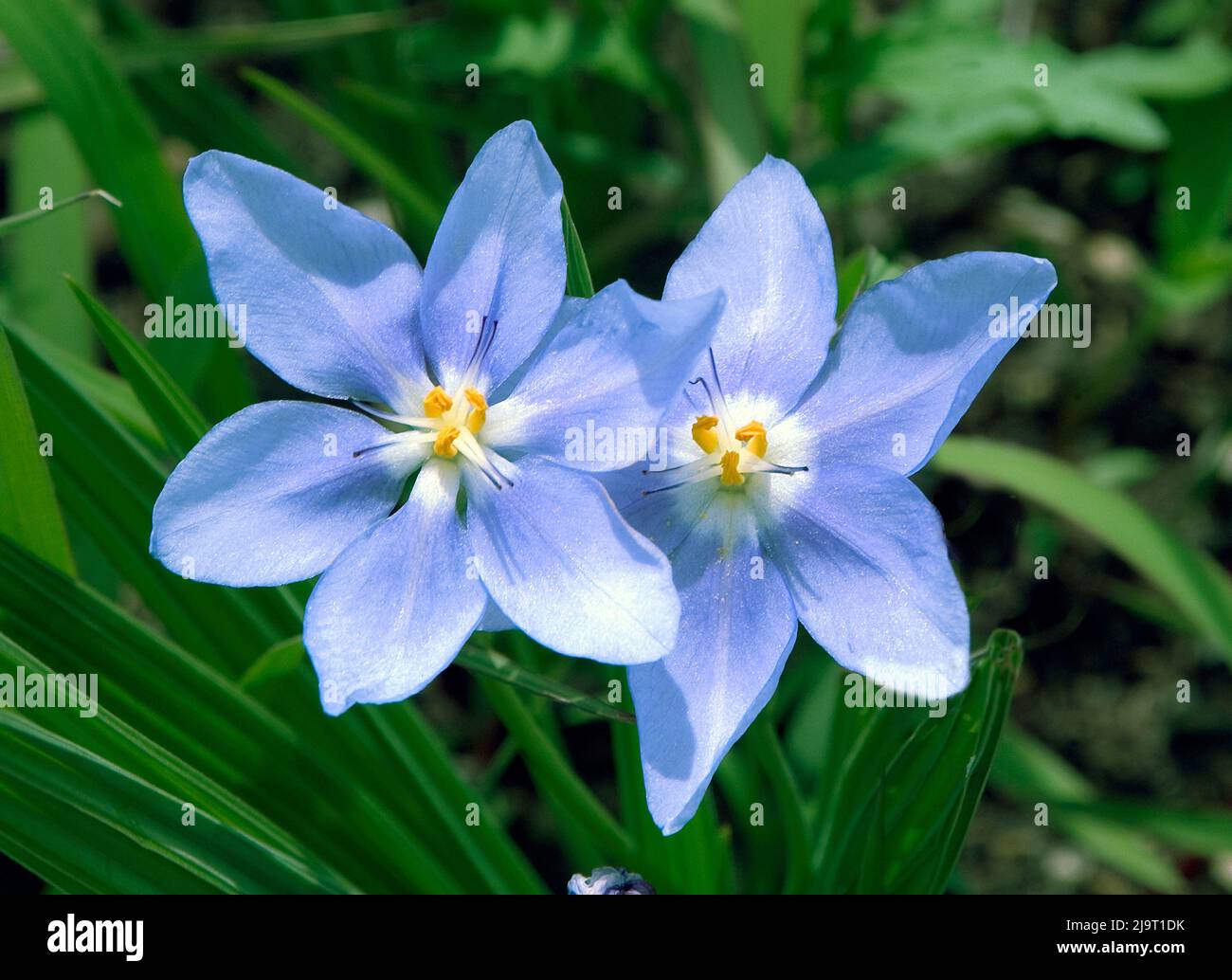 Prairie celestial, Nemastylis geminflora Stock Photo - Alamy
