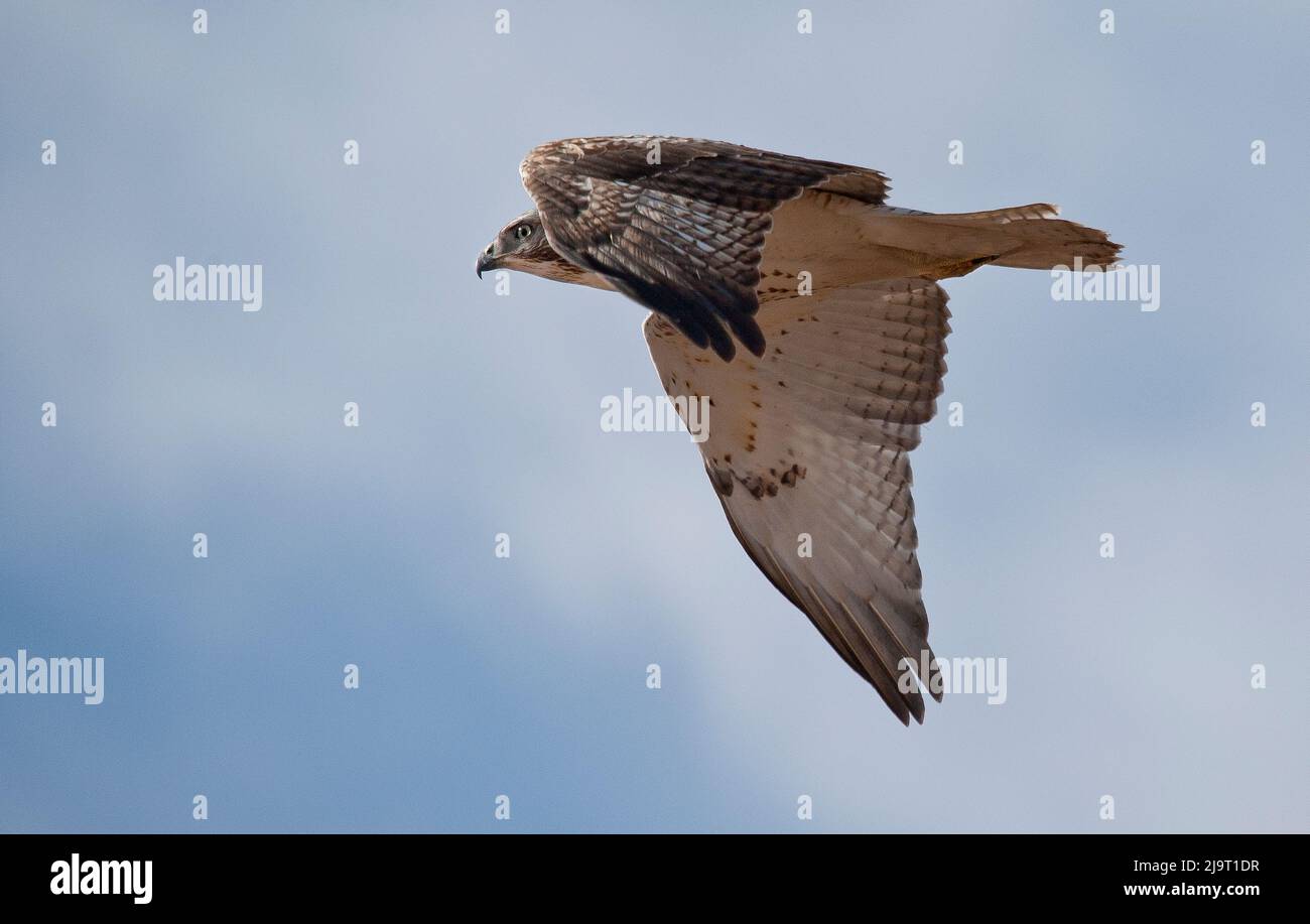 Redtail hawk hi-res stock photography and images - Alamy