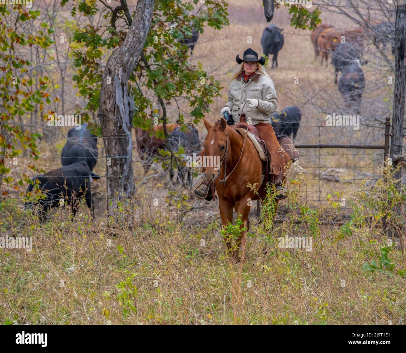 Cowgirl herding cattle hi-res stock photography and images - Alamy