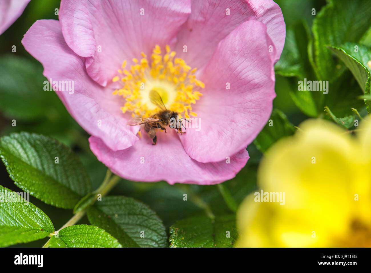 Carolina Rose with Bee Stock Photo - Alamy