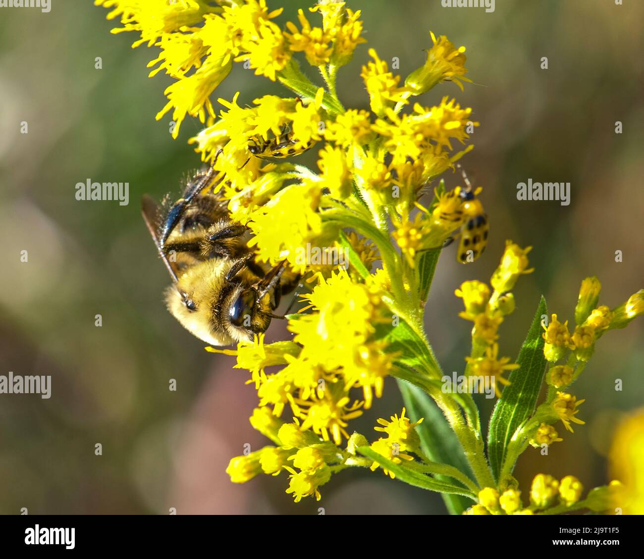 Bee and friends on a flower Stock Photo - Alamy