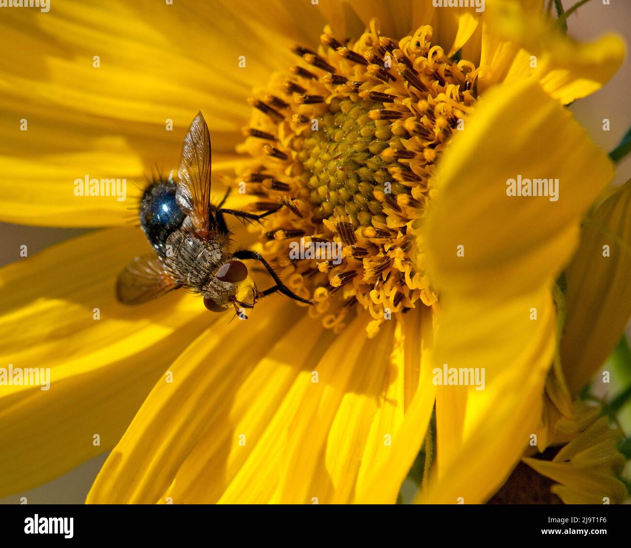 Fly inside hi-res stock photography and images - Alamy