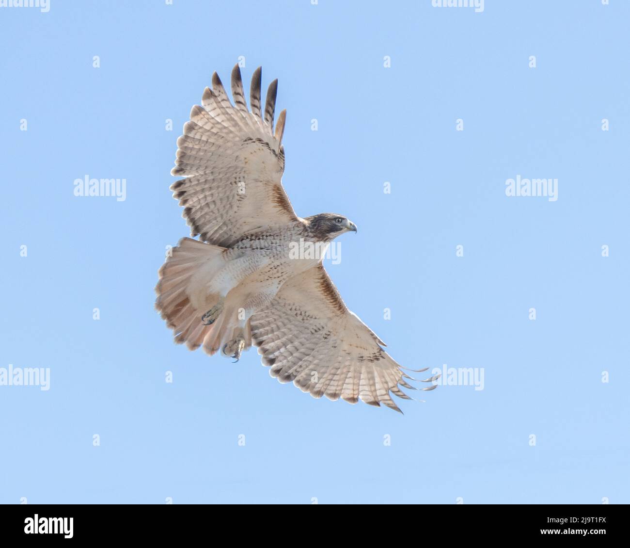Redtail hawk soaring Stock Photo - Alamy