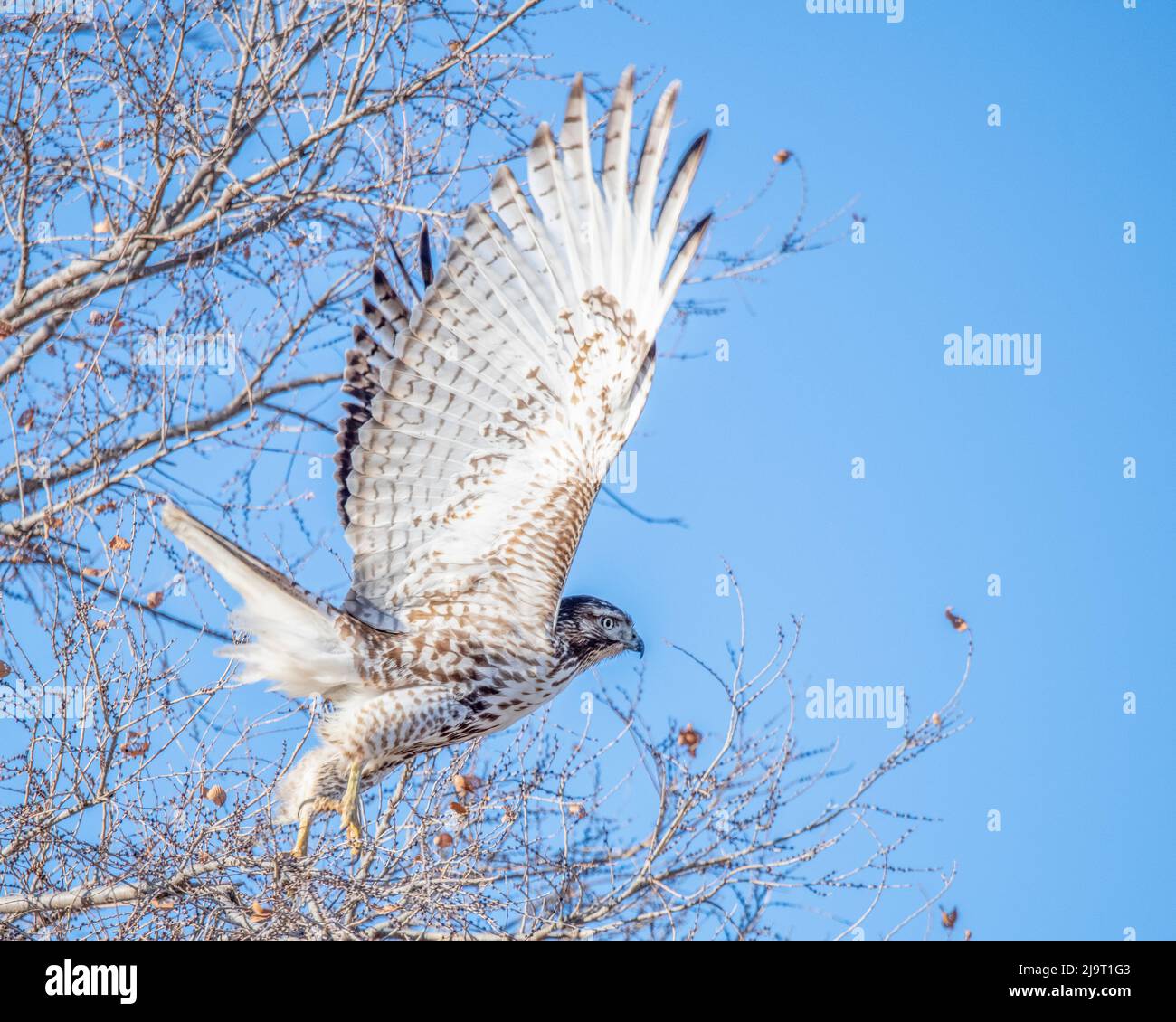 Hawk launching from tree Stock Photo - Alamy