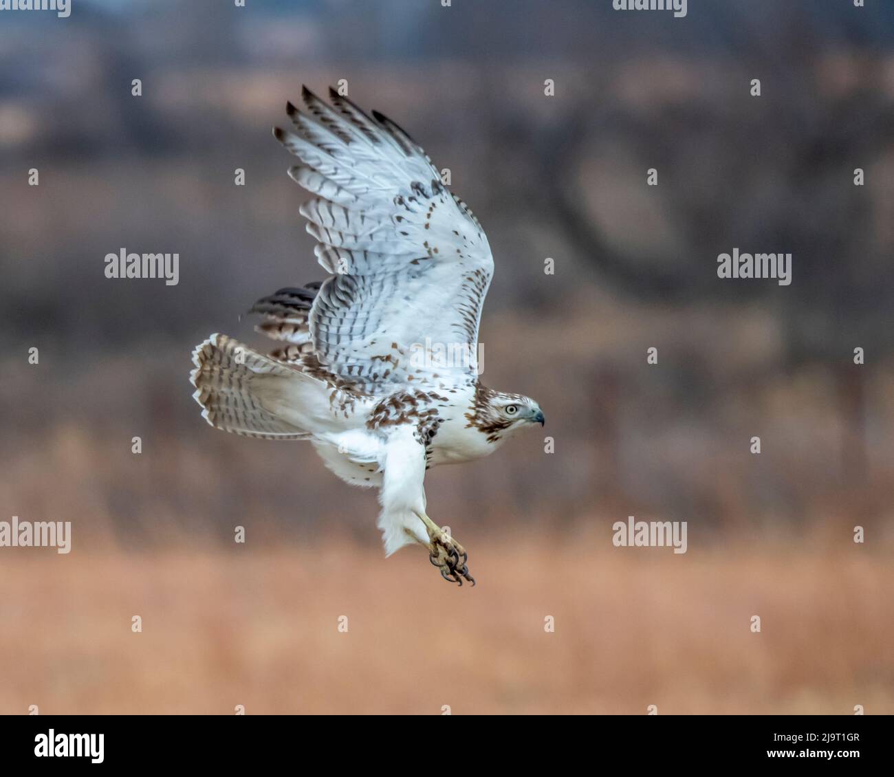 Hawk in flight Stock Photo - Alamy