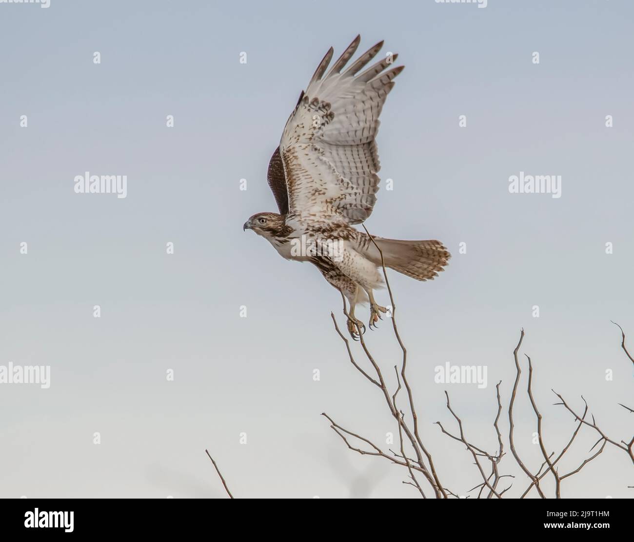 Red-tailed hawk taking off in flight Stock Photo - Alamy