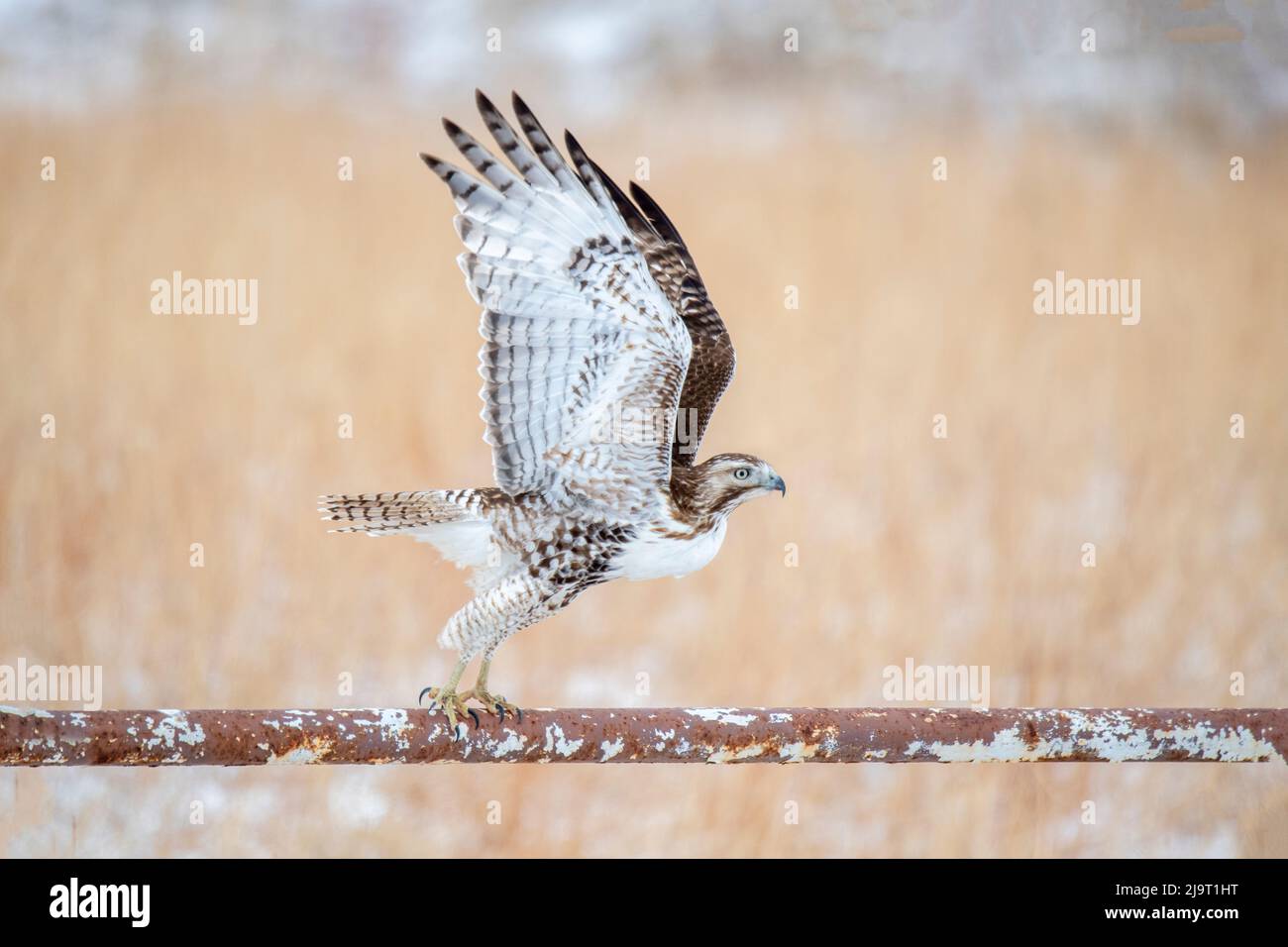 Hawk launching from fence Stock Photo - Alamy