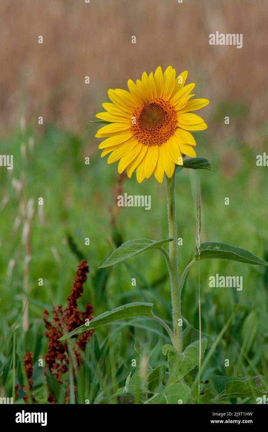 State flower of kansas hi-res stock photography and images - Alamy