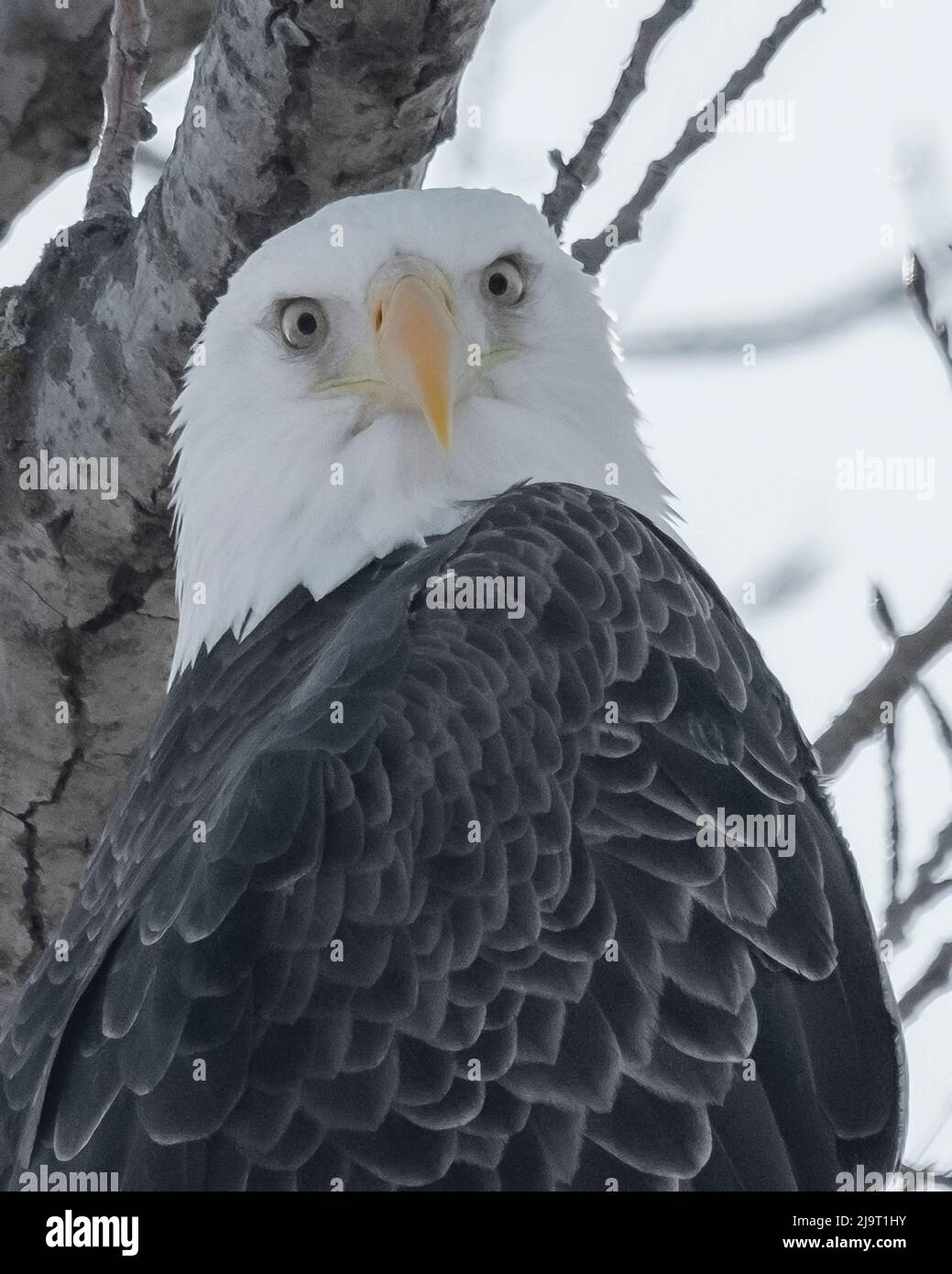 Michael scheufler hi-res stock photography and images - Alamy