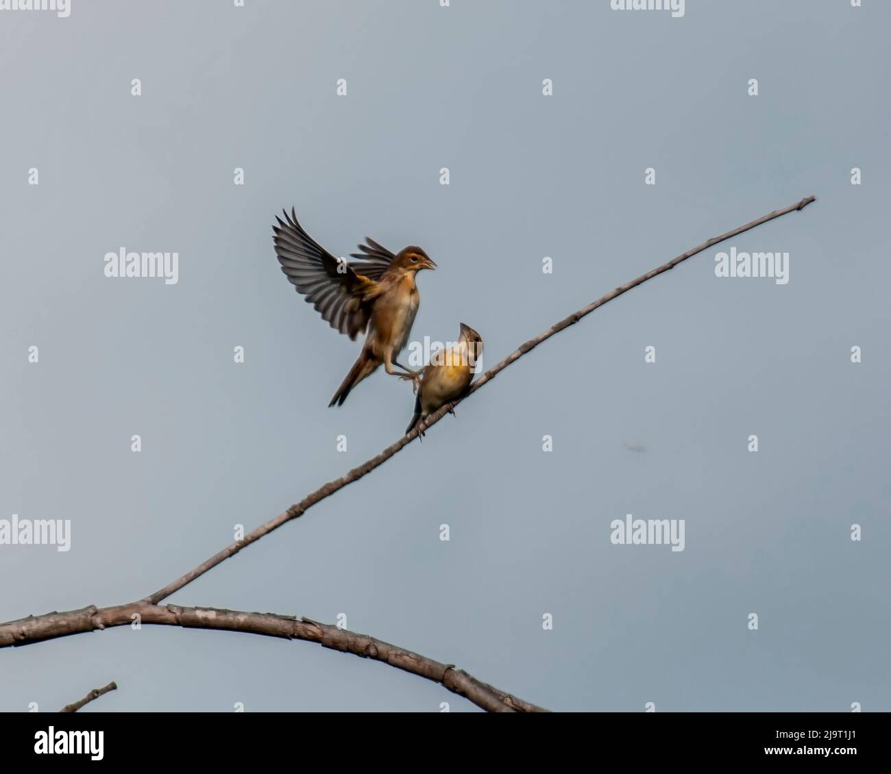 Two small birds feeling the spring mating call Stock Photo - Alamy