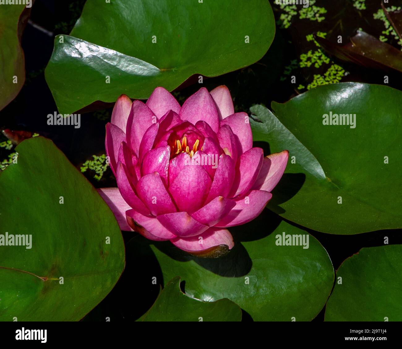 White water rose in botanical gardens Stock Photo - Alamy