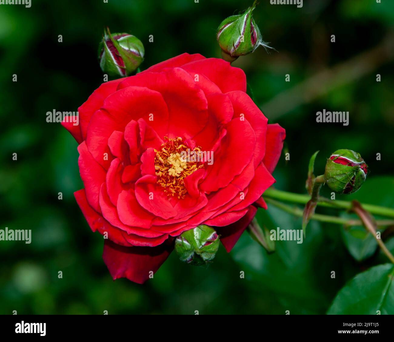 China rose growing in botanical gardens Stock Photo - Alamy