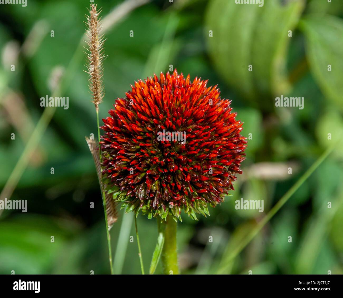 Purple coneflower without the pedals Stock Photo - Alamy