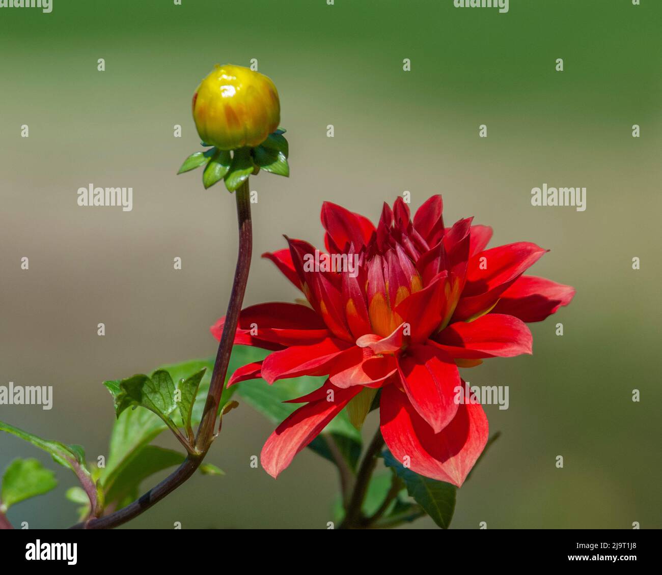 Dahlia michael hi-res stock photography and images - Alamy