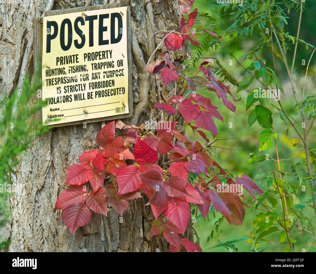 Posted sign on a tree with poison ivy running down side Stock Photo - Alamy