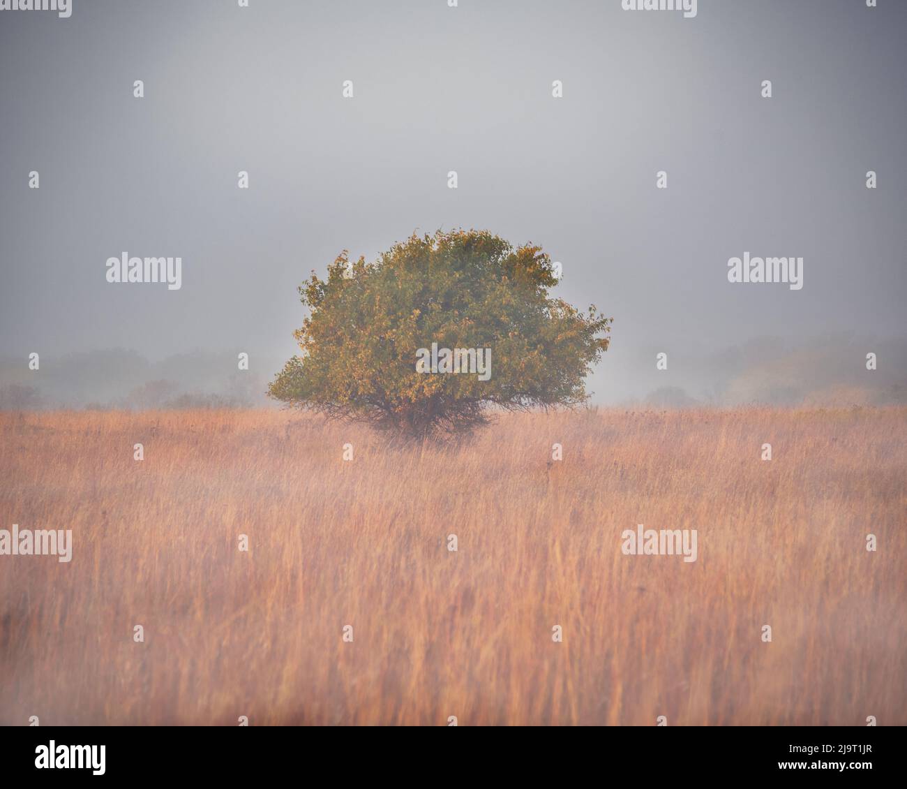 Tree in the fog Stock Photo - Alamy
