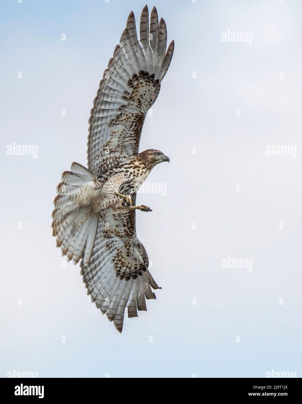 Red-tailed hawk in flight Stock Photo - Alamy