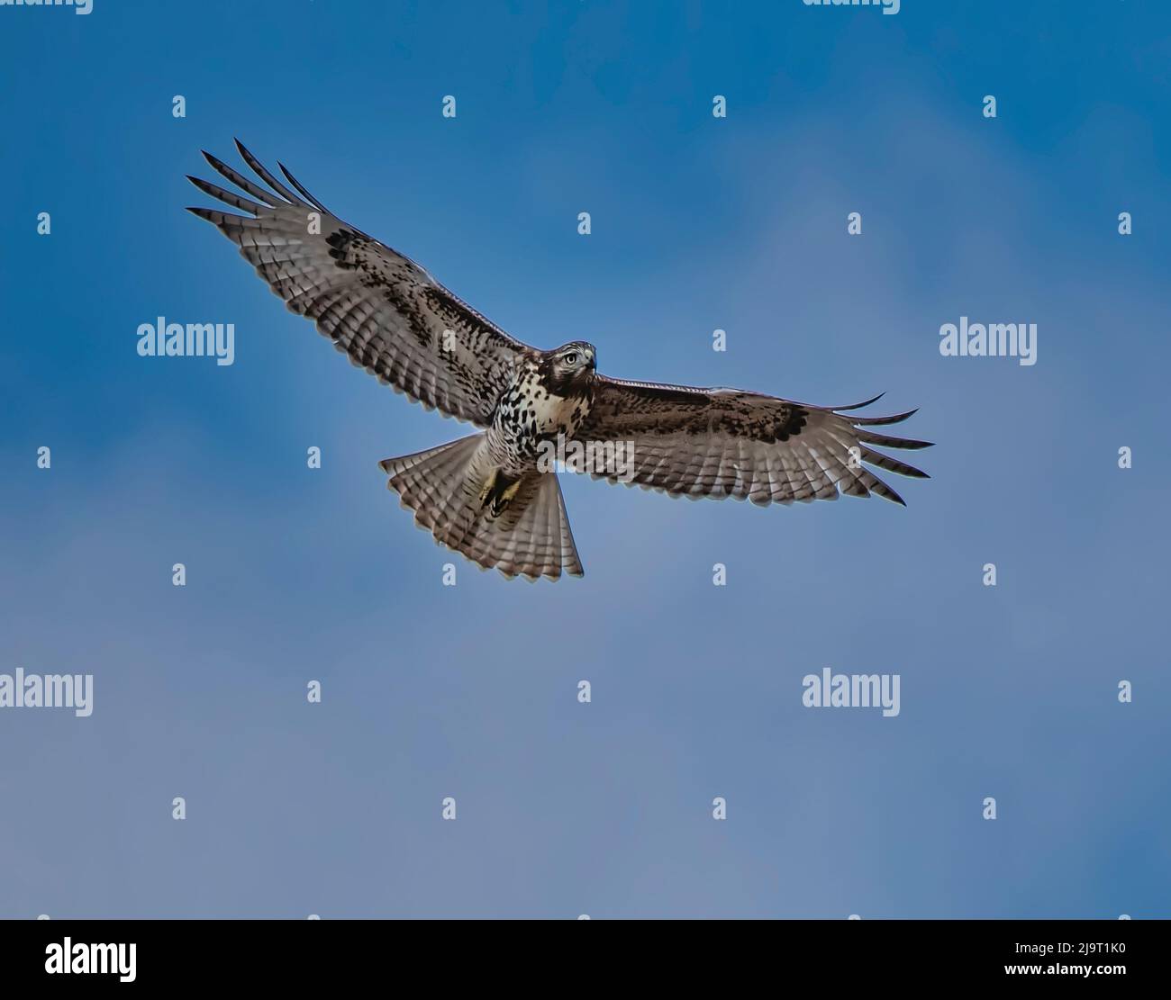 Hawk flying overhead Stock Photo - Alamy