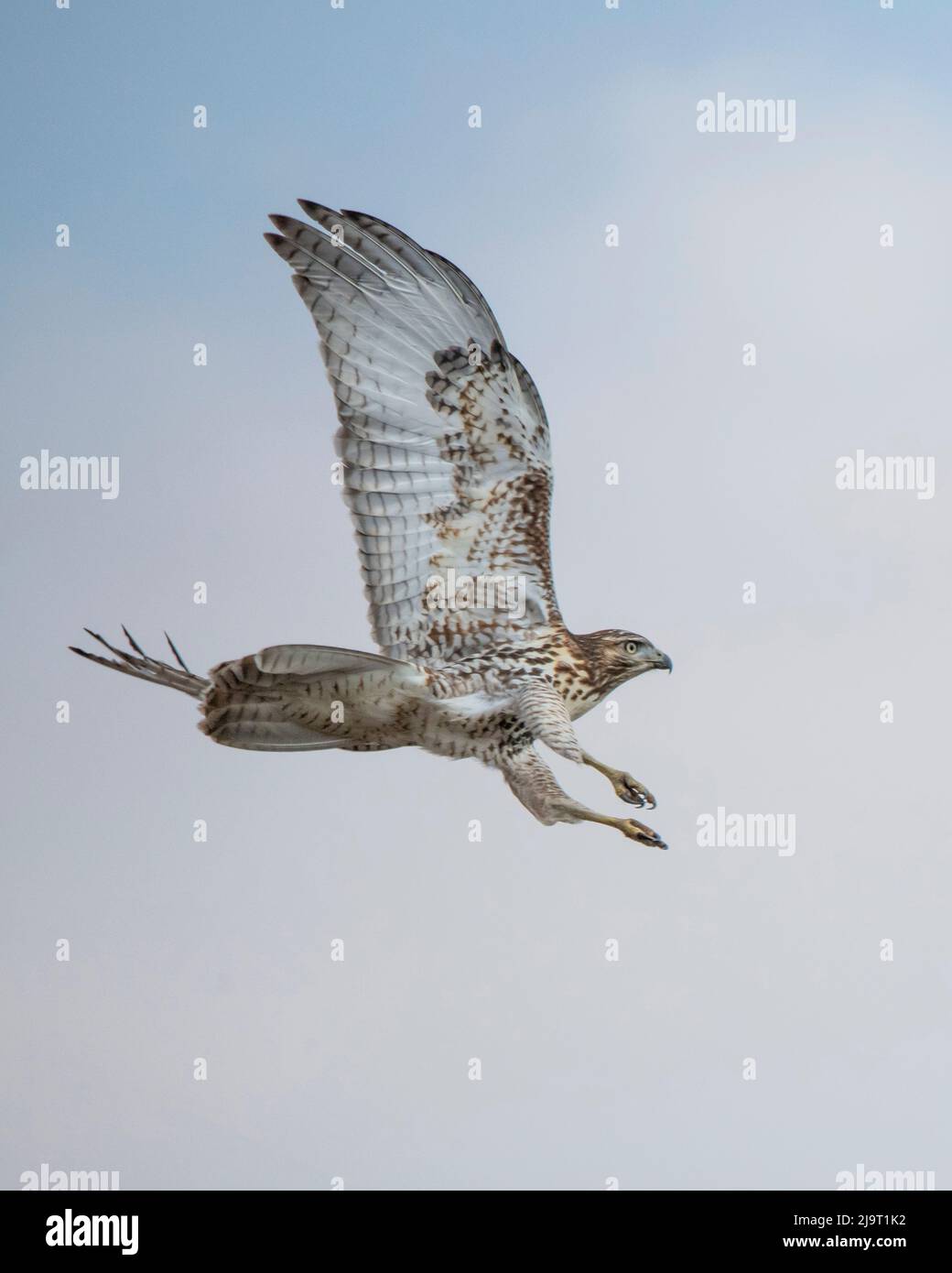 Hawk in flight Stock Photo - Alamy