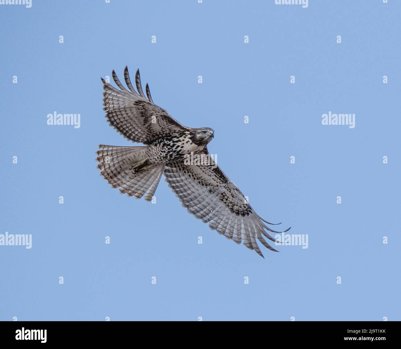 Hawk searching for prey hi-res stock photography and images - Alamy