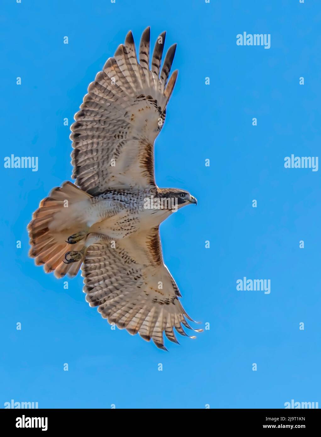 Red-tailed hawk doing a fly by Stock Photo - Alamy