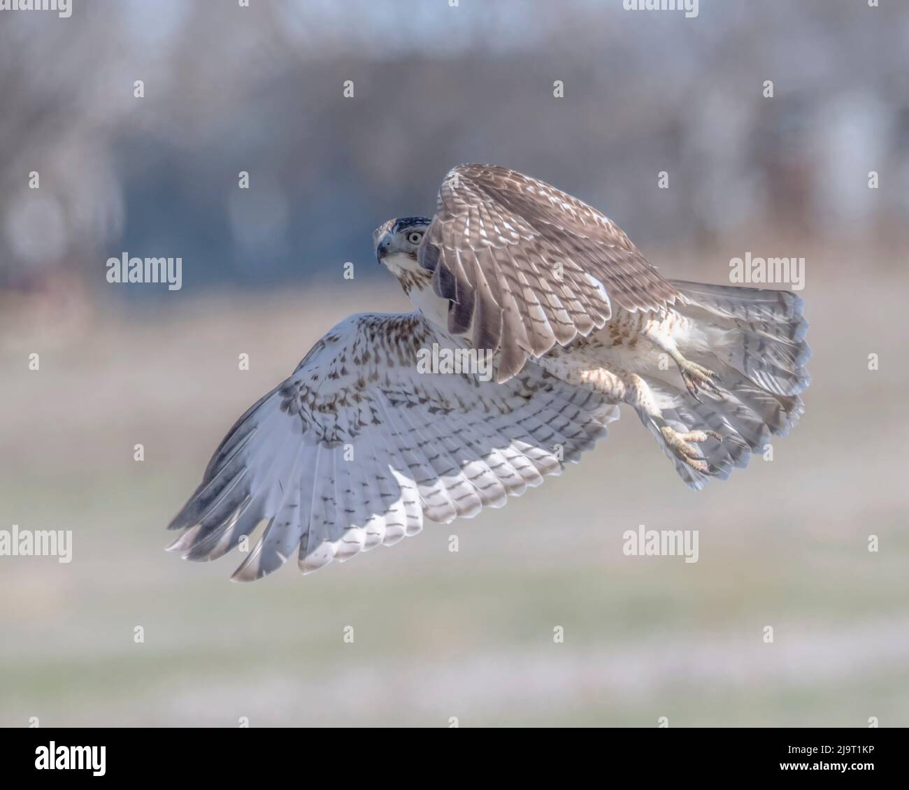 Hawk soaring by Stock Photo - Alamy