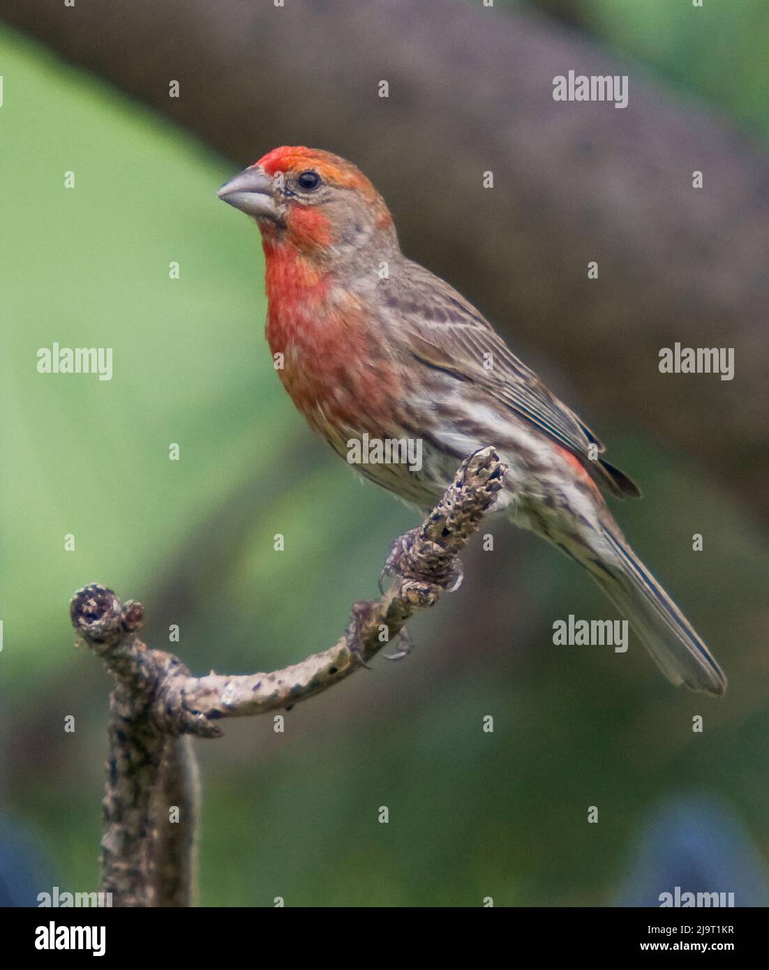 Fence perching hi-res stock photography and images - Alamy