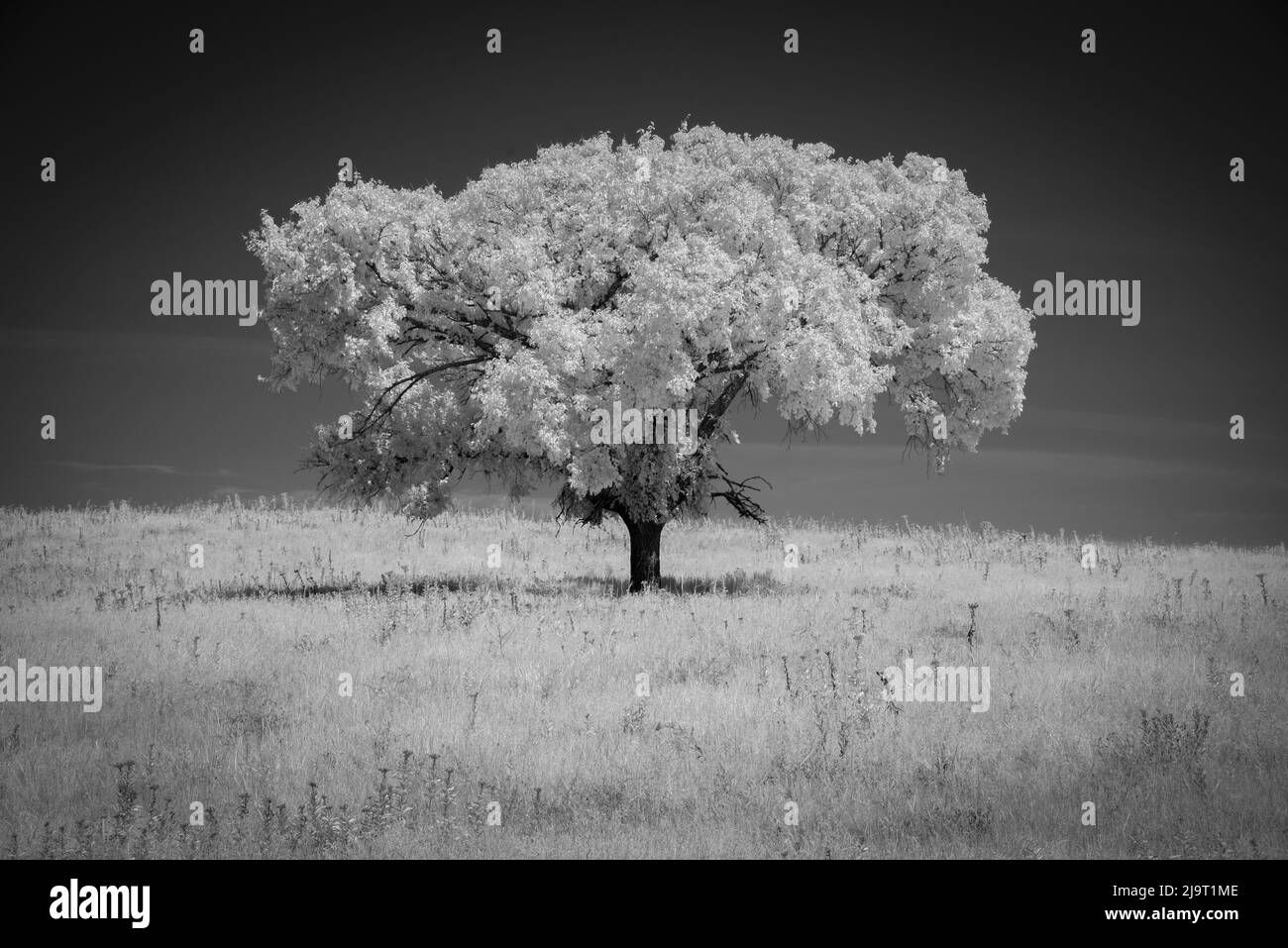 Lone tree in the Flint Hills of Kansas in black and white, infrared ...