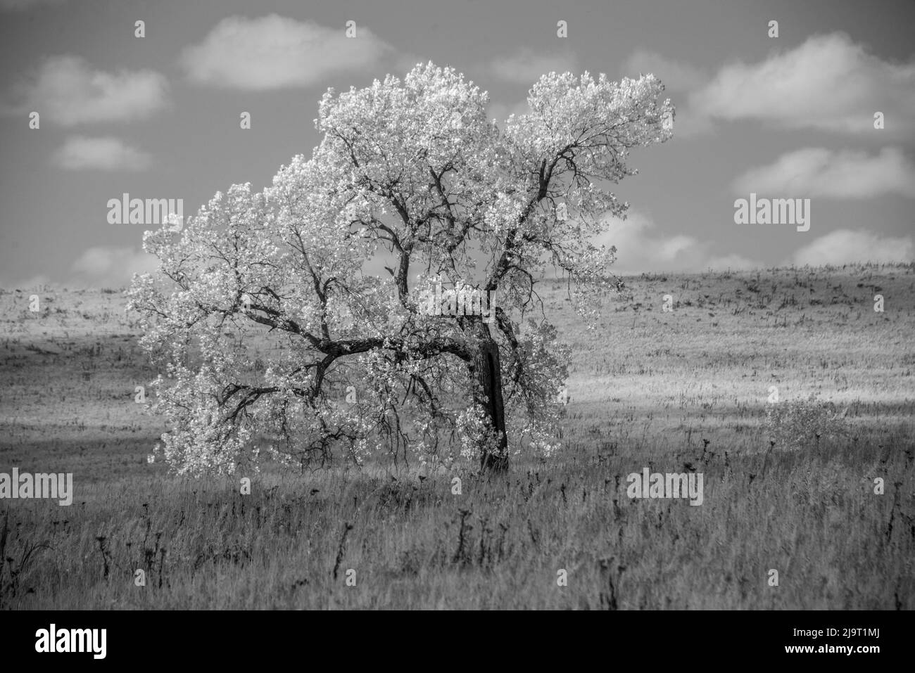 Crooked leaf Black and White Stock Photos & Images - Alamy
