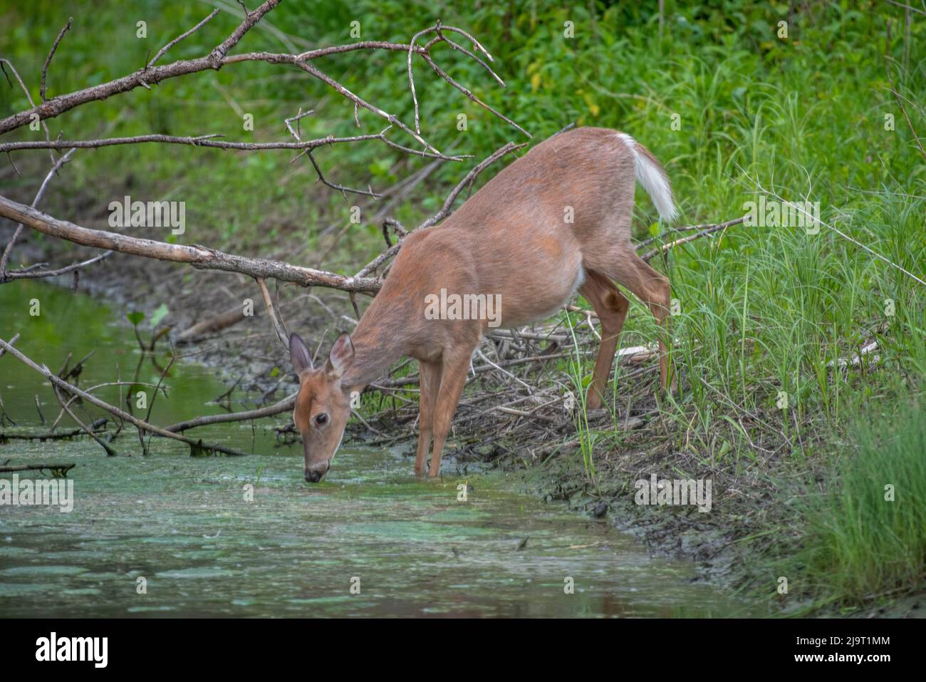 Deer drinking water in stream hi-res stock photography and images - Alamy