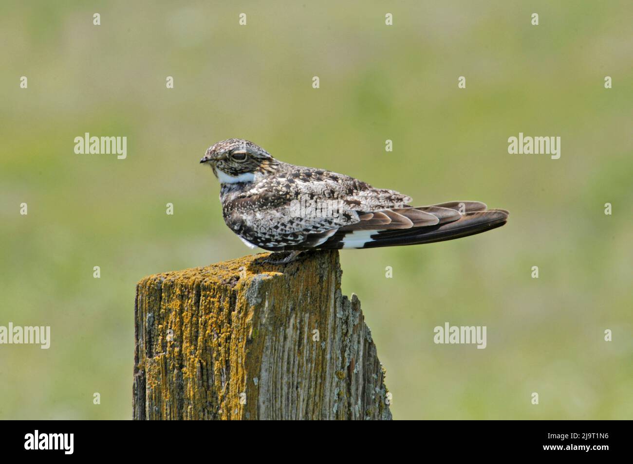 Night hawk hi-res stock photography and images - Alamy
