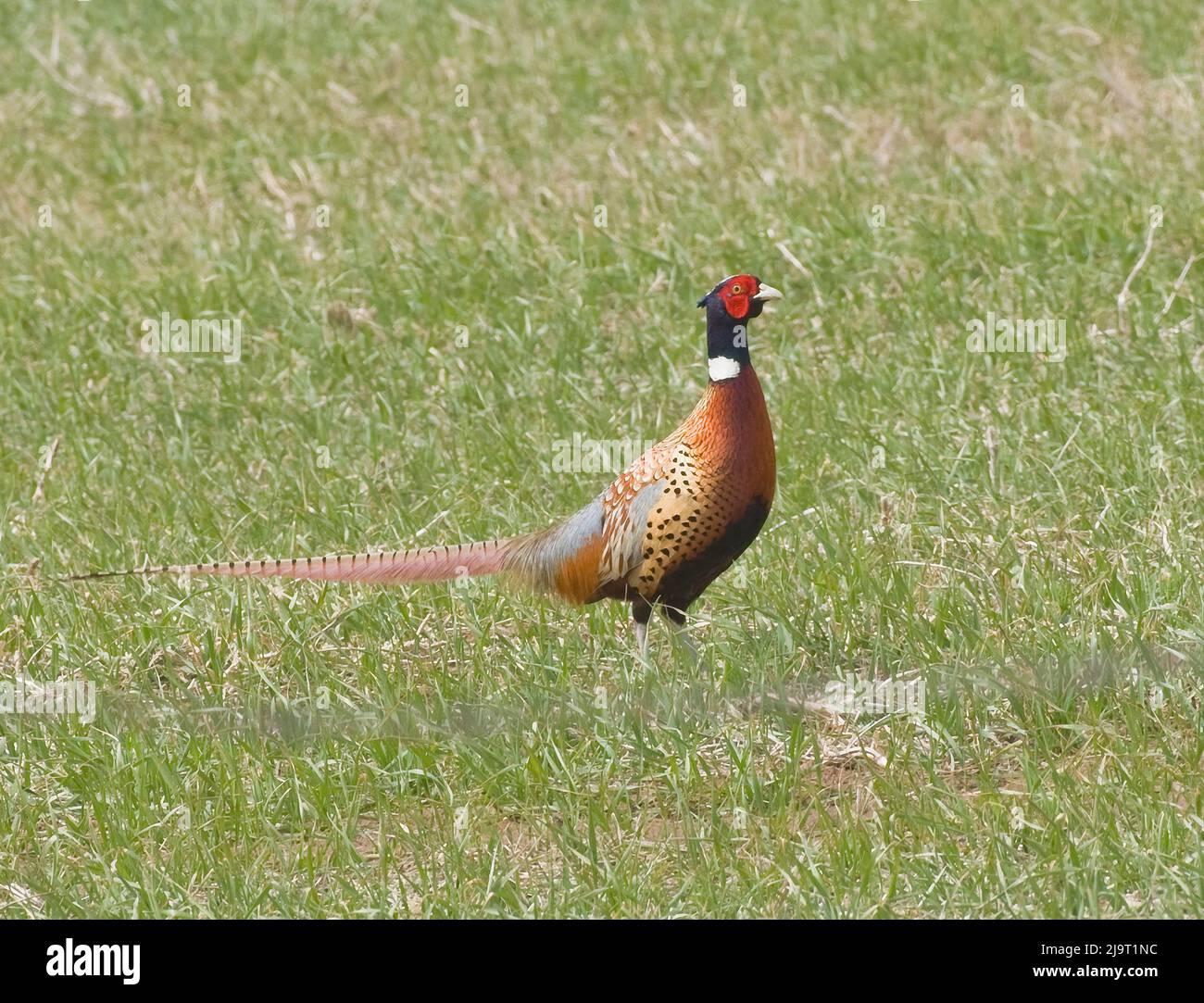 Pheasant standing in grassy field Stock Photo - Alamy