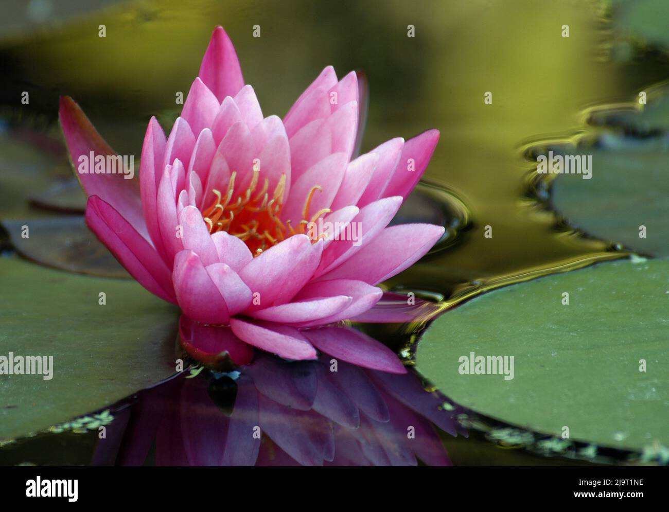 White water rose Stock Photo - Alamy